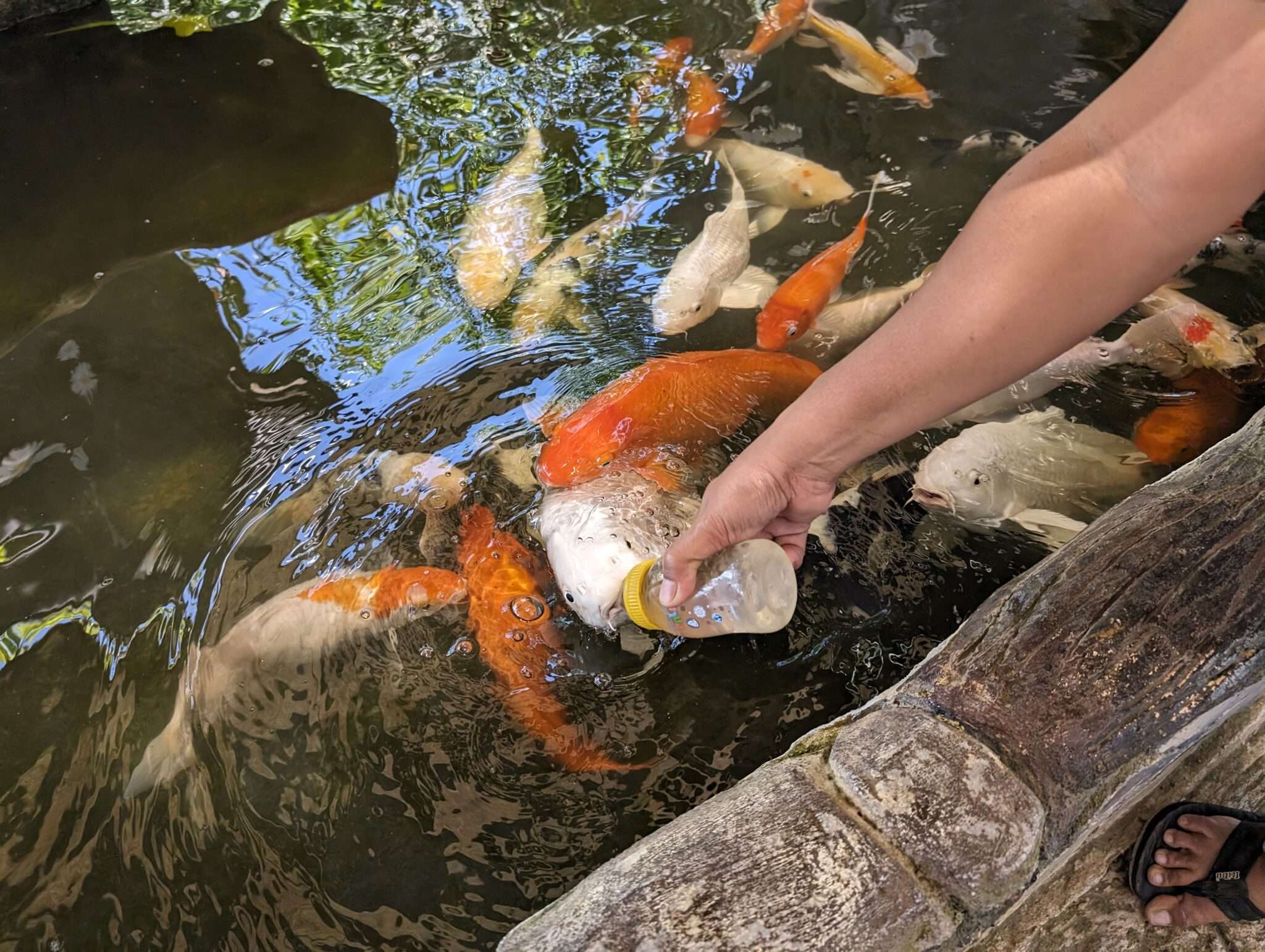 Feathery Fun, An Ostrich Park Adventure On Siquijor Island